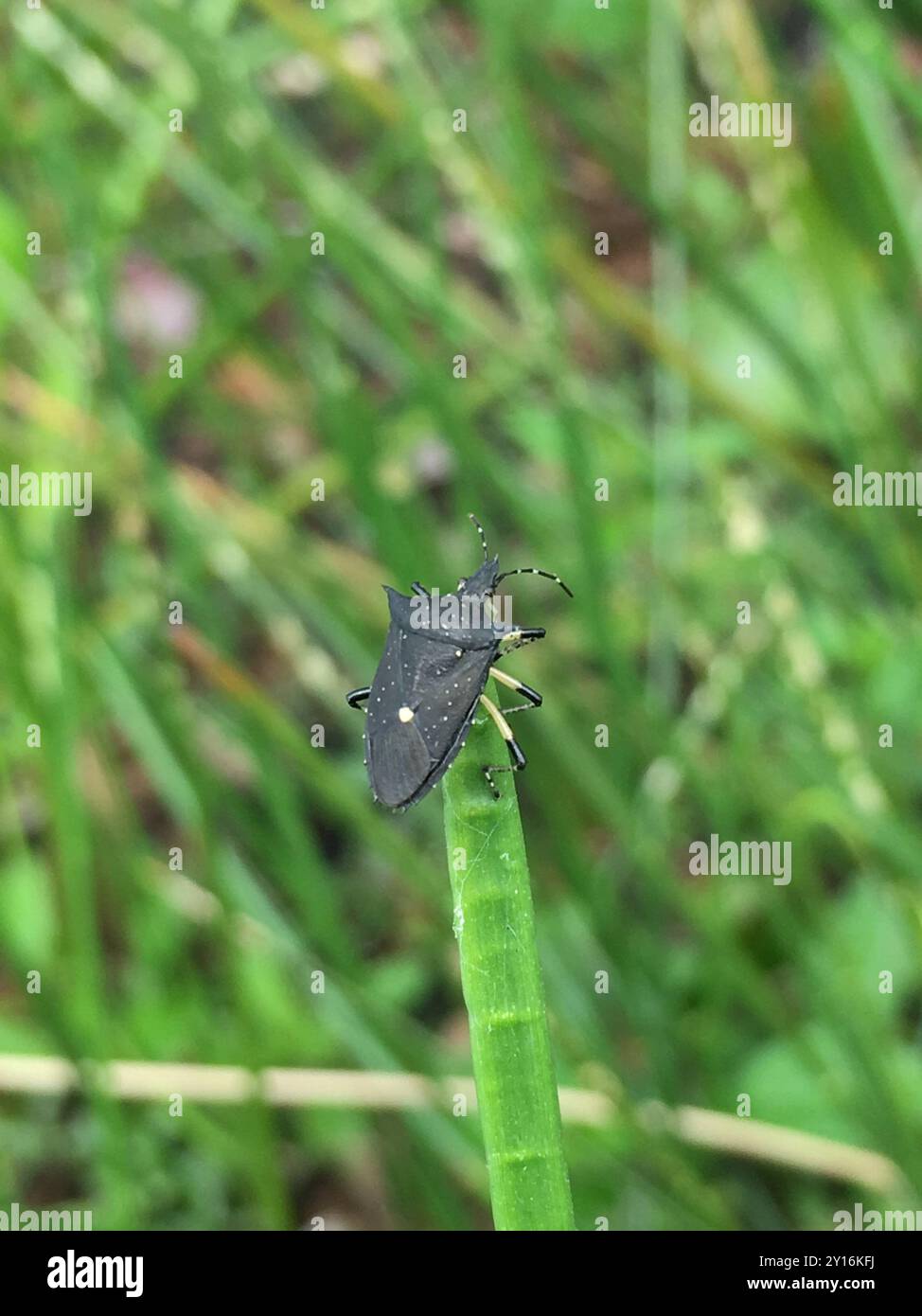 Black Stink Bug (Proxys punctulatus) Insecta Stock Photo - Alamy
