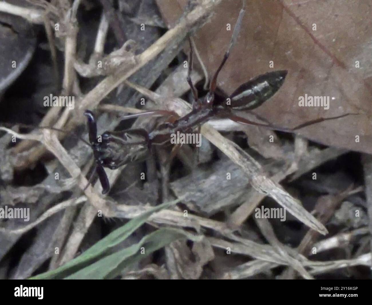 (Odontomachus chelifer) Insecta Stock Photo - Alamy