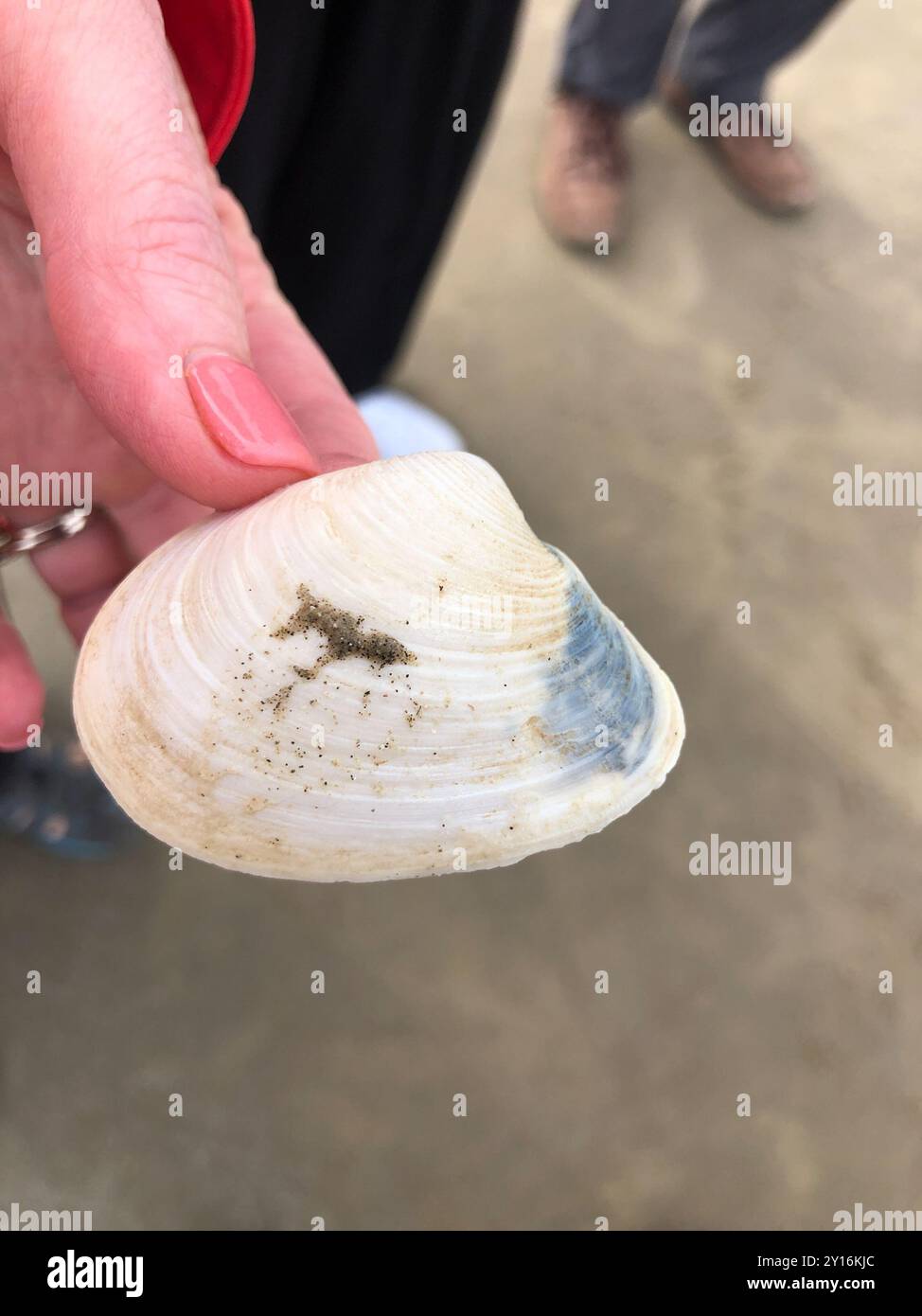 Channeled Duck Clam (Raeta plicatella) Mollusca Stock Photo - Alamy