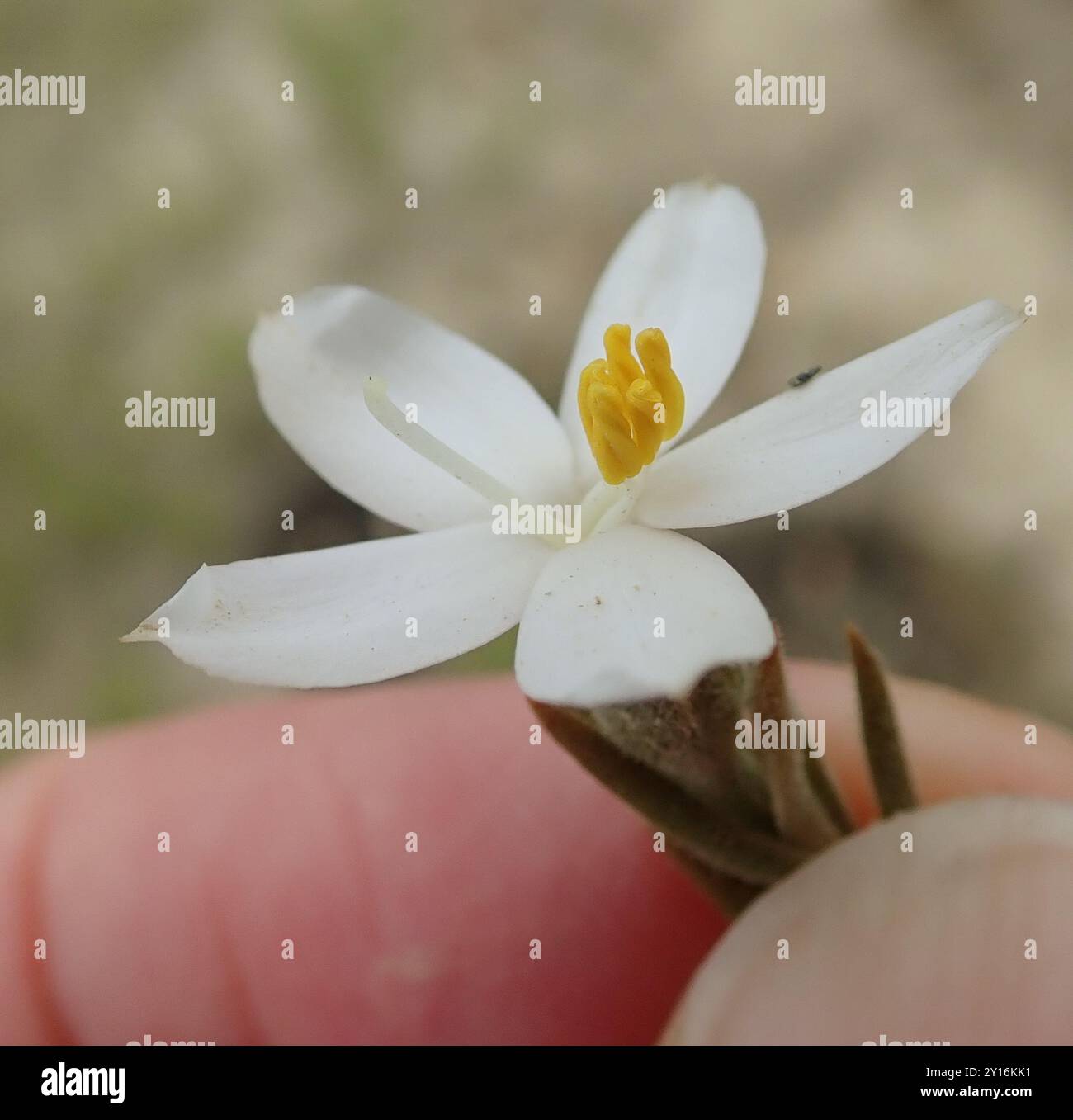 Sea Rose (Orphium frutescens) Plantae Stock Photo - Alamy