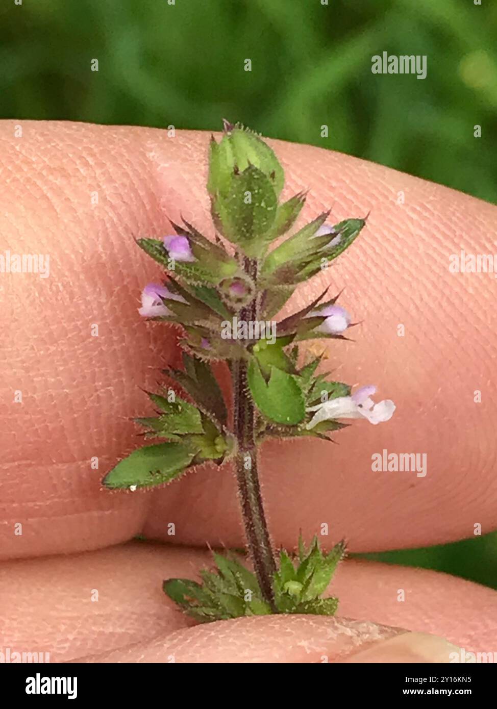 Mousesear (Stachys crenata) Plantae Stock Photo - Alamy