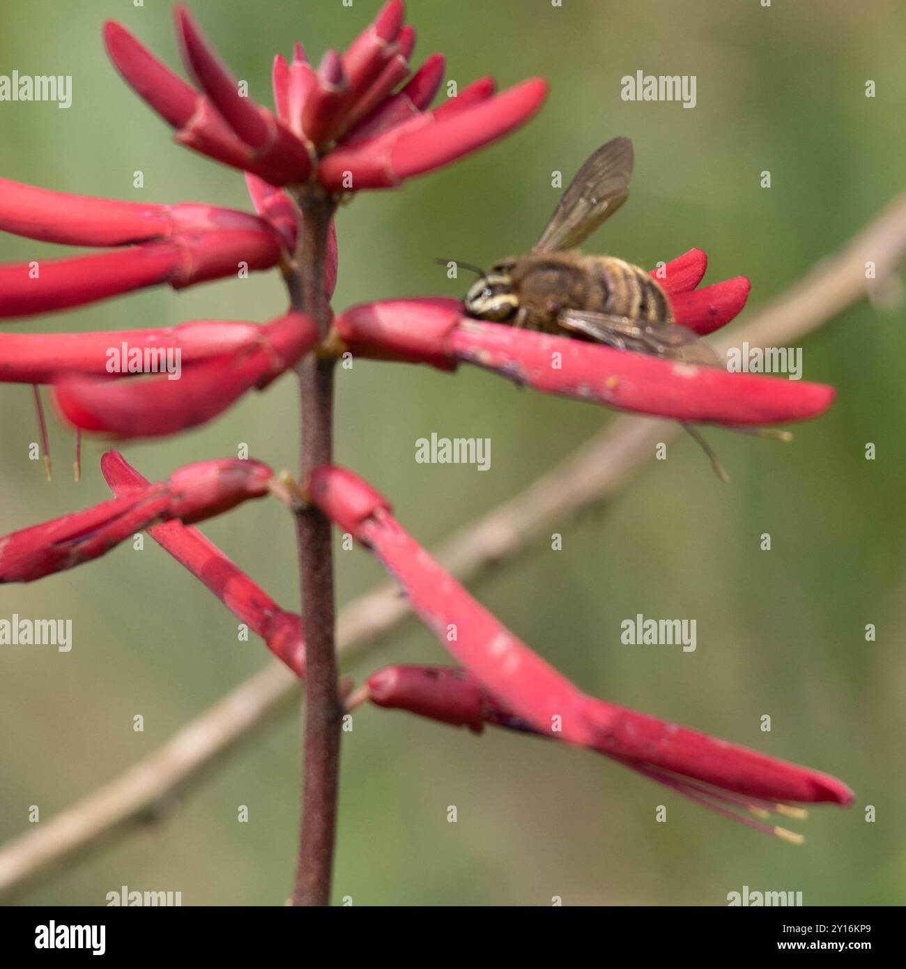 Strandi hi-res stock photography and images - Alamy