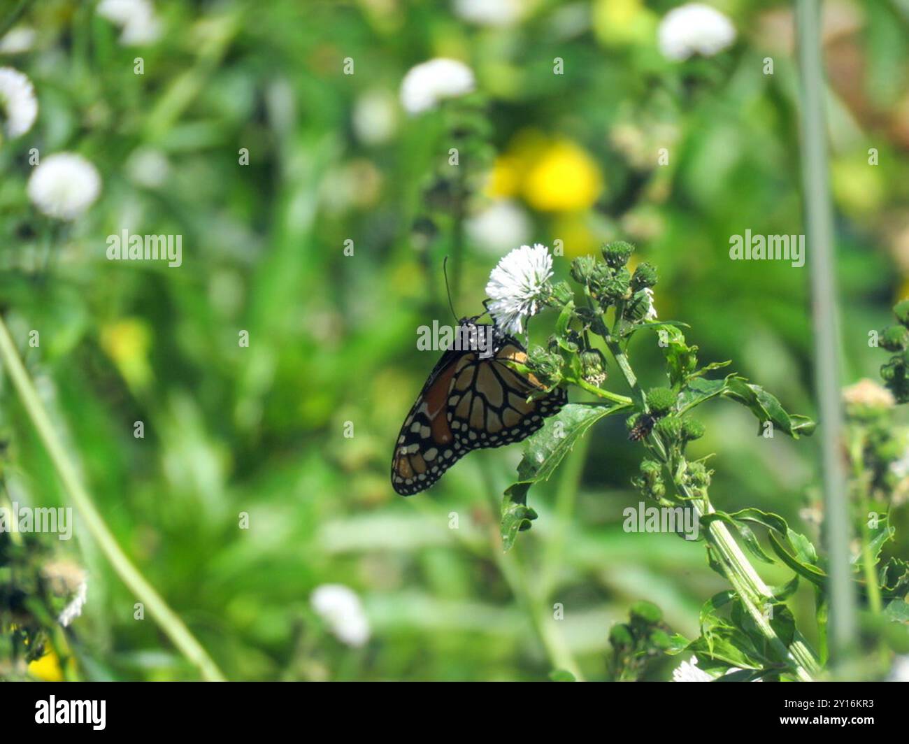 Southern Monarch (Danaus erippus) Insecta Stock Photo - Alamy