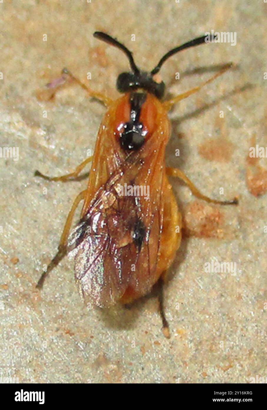 Argid Sawflies (Argidae) Insecta Stock Photo - Alamy