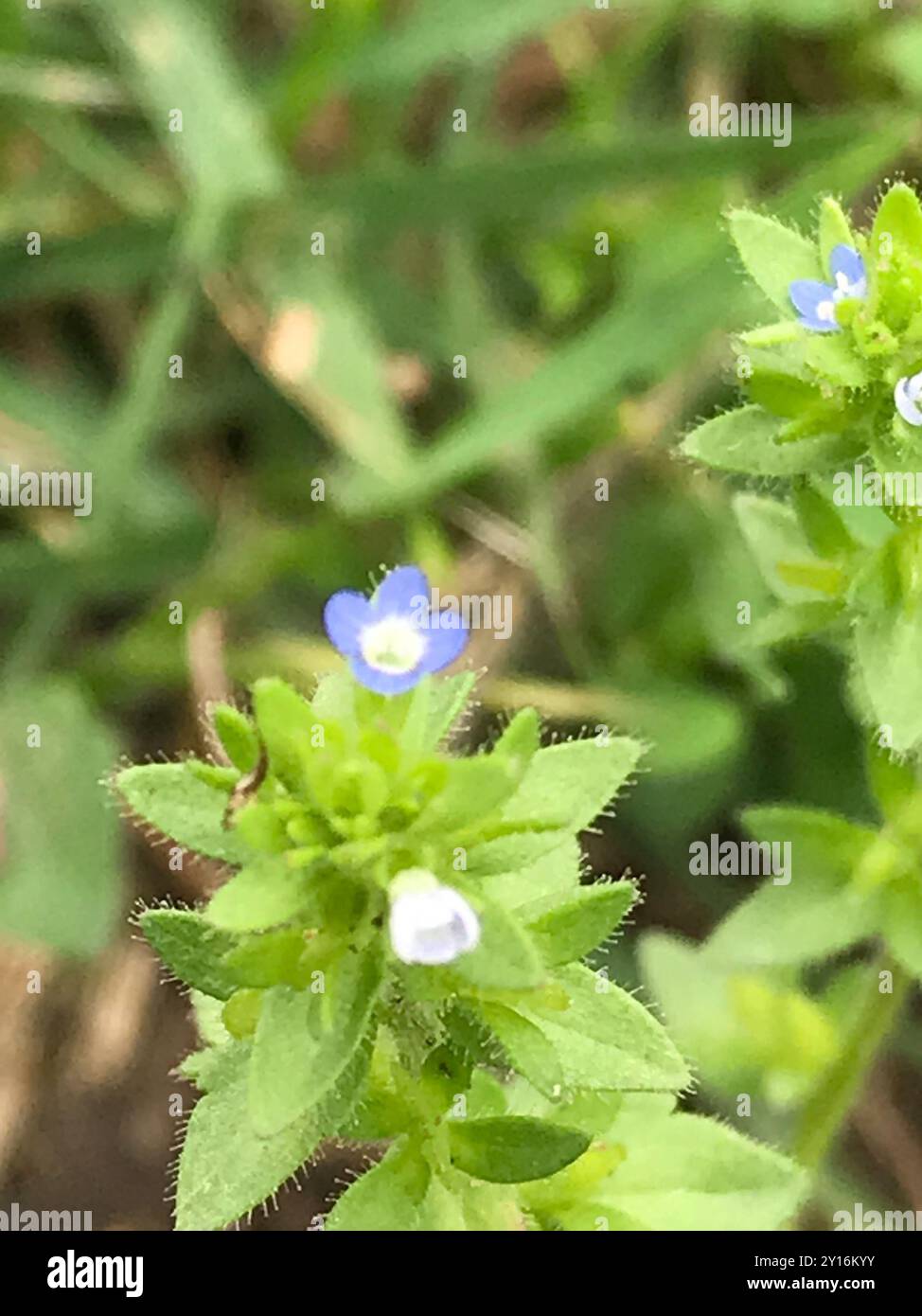 corn speedwell (Veronica arvensis) Plantae Stock Photo - Alamy