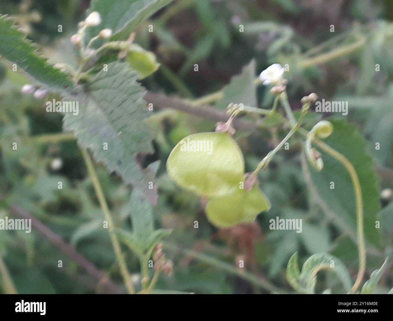 Lesser Balloon Vine (Cardiospermum halicacabum) Plantae Stock Photo - Alamy