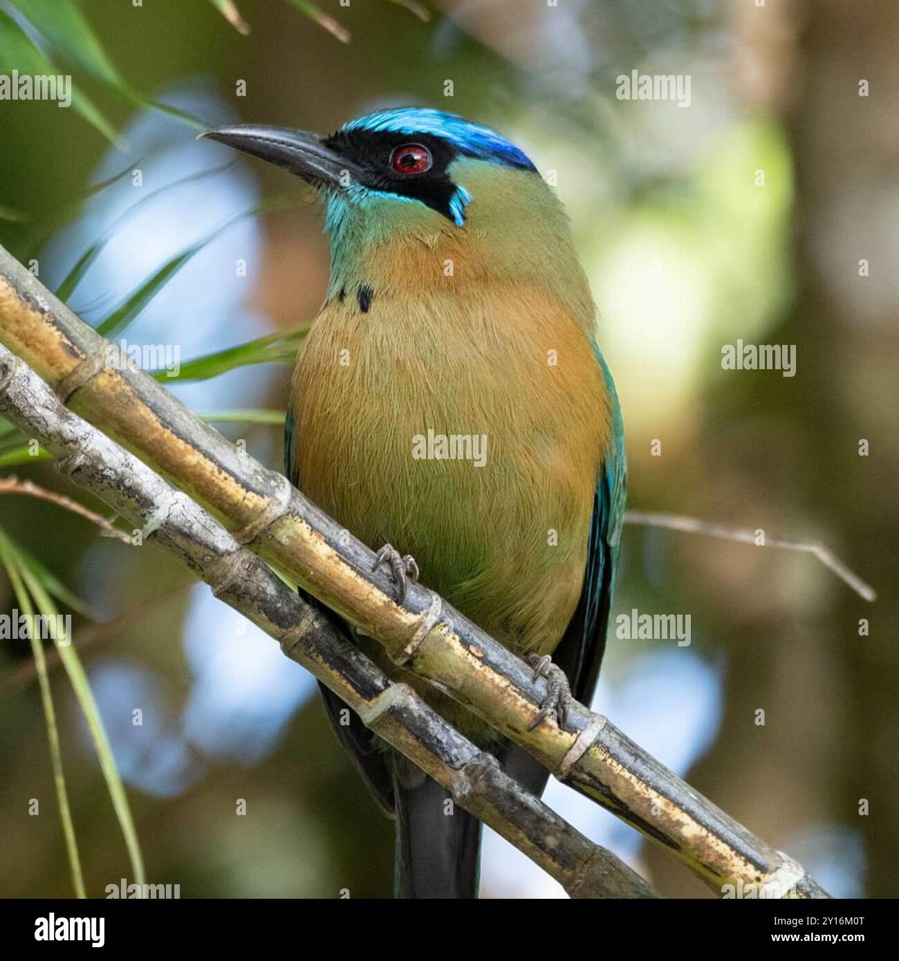 Lesson's Motmot (Momotus lessonii) Aves Stock Photo - Alamy