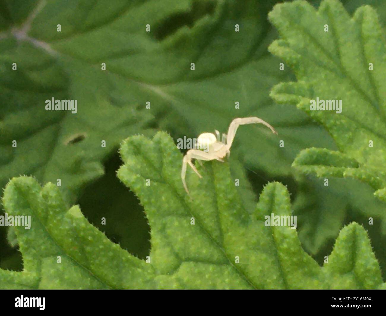 Crab Spiders (Thomisidae) Arachnida Stock Photo - Alamy