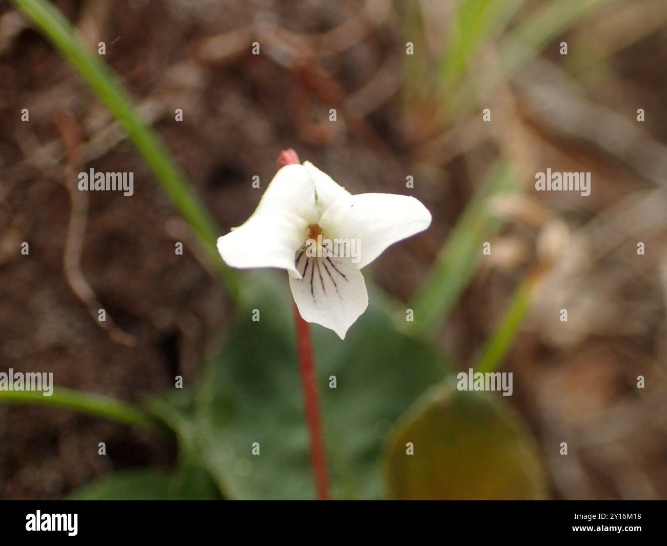 primrose-leaved violet (Viola primulifolia) Plantae Stock Photo - Alamy