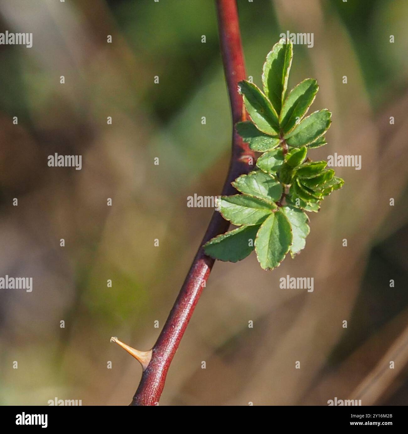 multiflora rose (Rosa multiflora) Plantae Stock Photo - Alamy