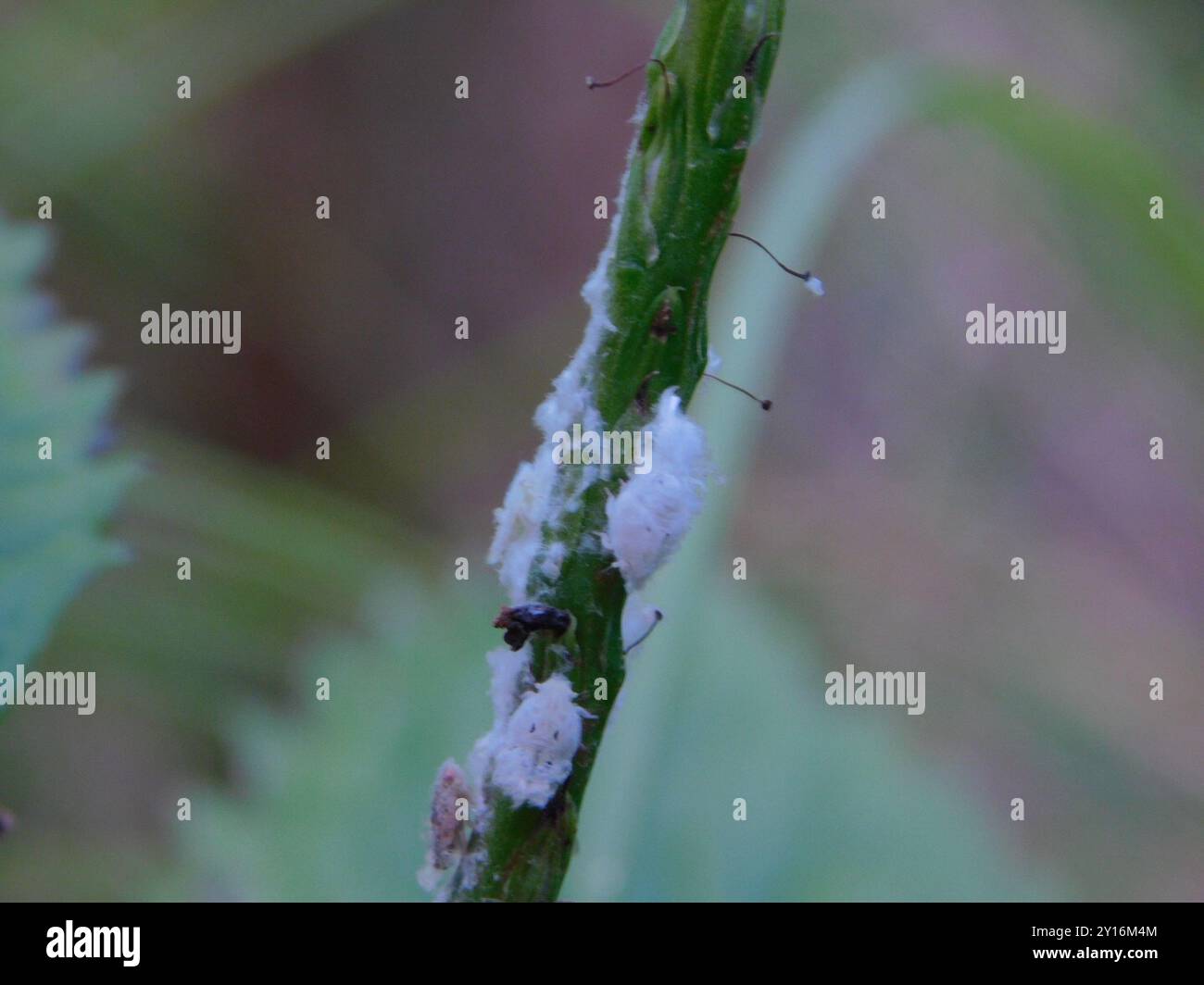 Flatid Planthoppers (Flatidae) Insecta Stock Photo - Alamy