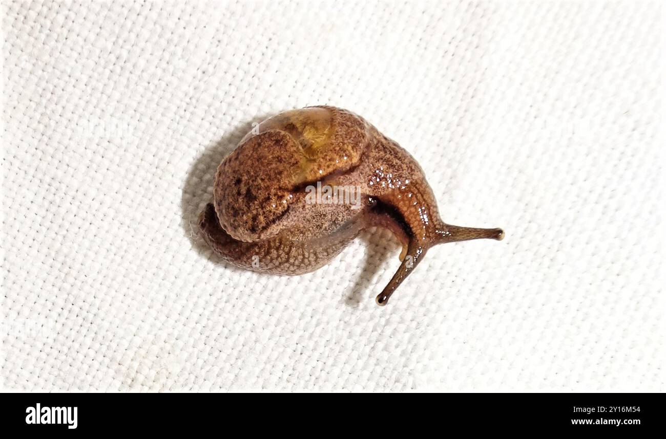 Iridescent Semi-Slug (Ubiquitarion iridis) Mollusca Stock Photo - Alamy