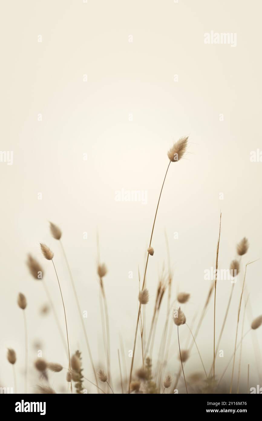 Minimalistic picture of bunny tail grass aka hare's-tail grass (Lagurus ...