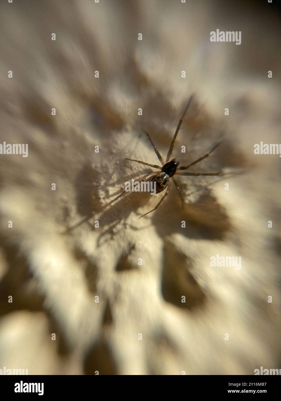 Sheetweb and Dwarf Weavers (Linyphiidae) Arachnida Stock Photo - Alamy