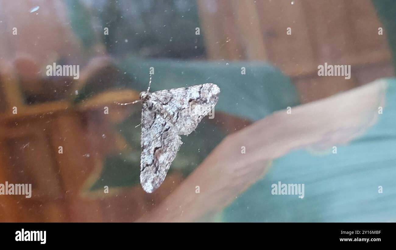 Spring Usher Moth (Agriopis leucophaearia) Insecta Stock Photo - Alamy