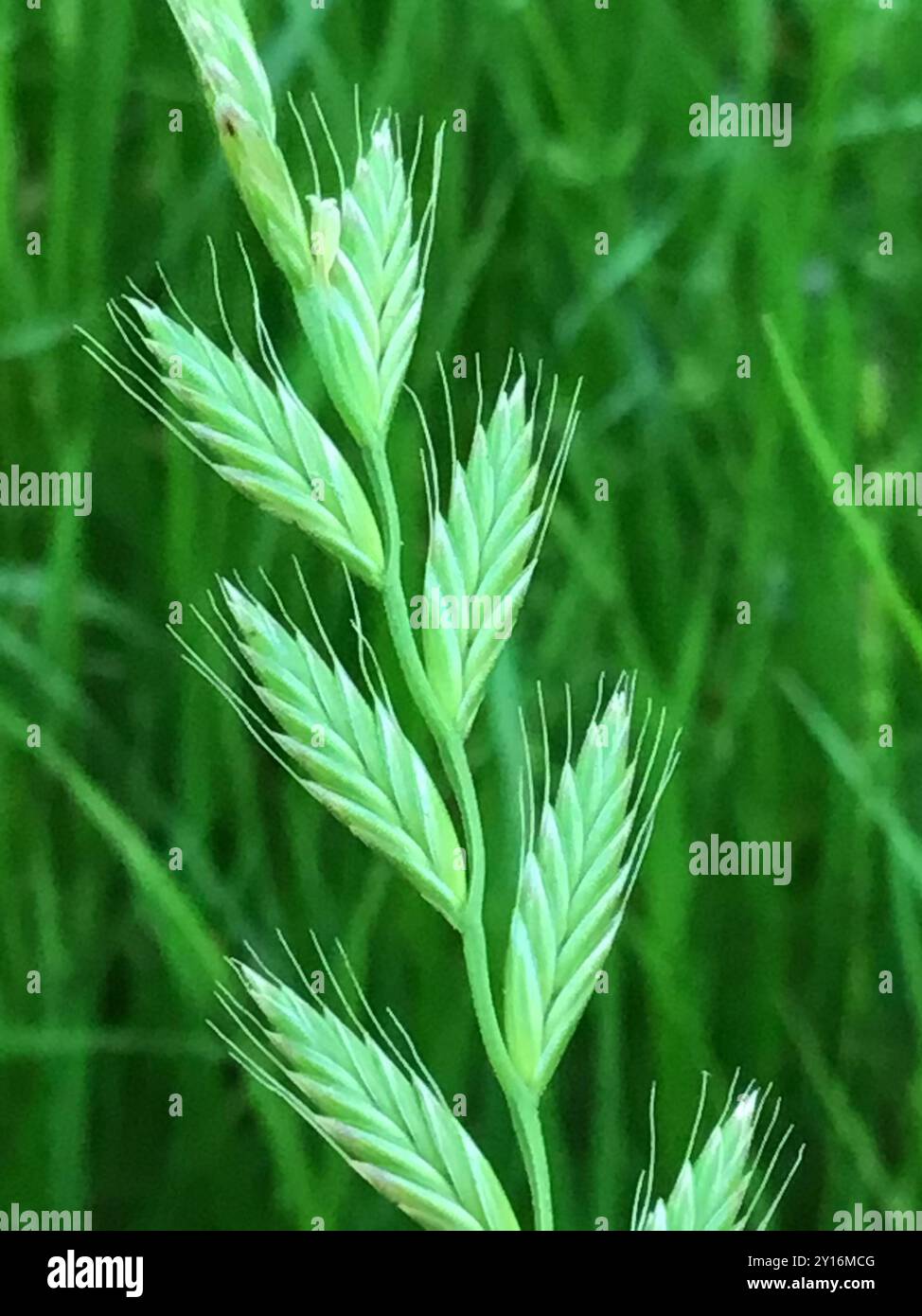 Italian Ryegrass (Lolium multiflorum) Plantae Stock Photo - Alamy