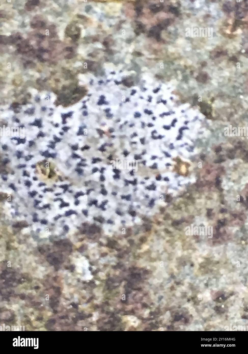 Christmas lichens, comma lichens, and allies (Arthoniaceae) Fungi Stock ...