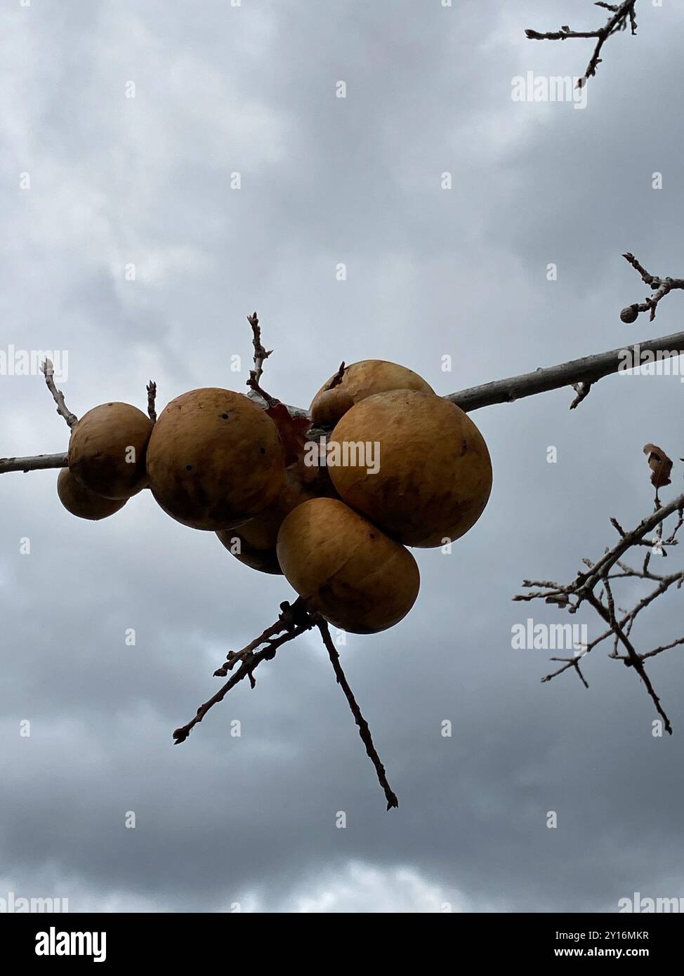 California Gall Wasp (Andricus quercuscalifornicus) Insecta Stock Photo ...