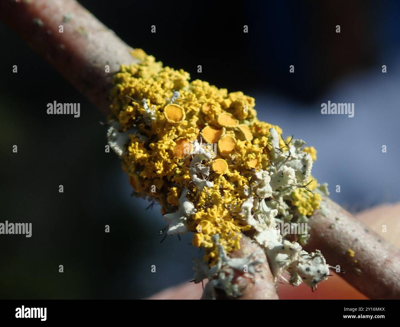 Pin-cushion Sunburst Lichen (Polycauliona polycarpa) Fungi Stock Photo ...
