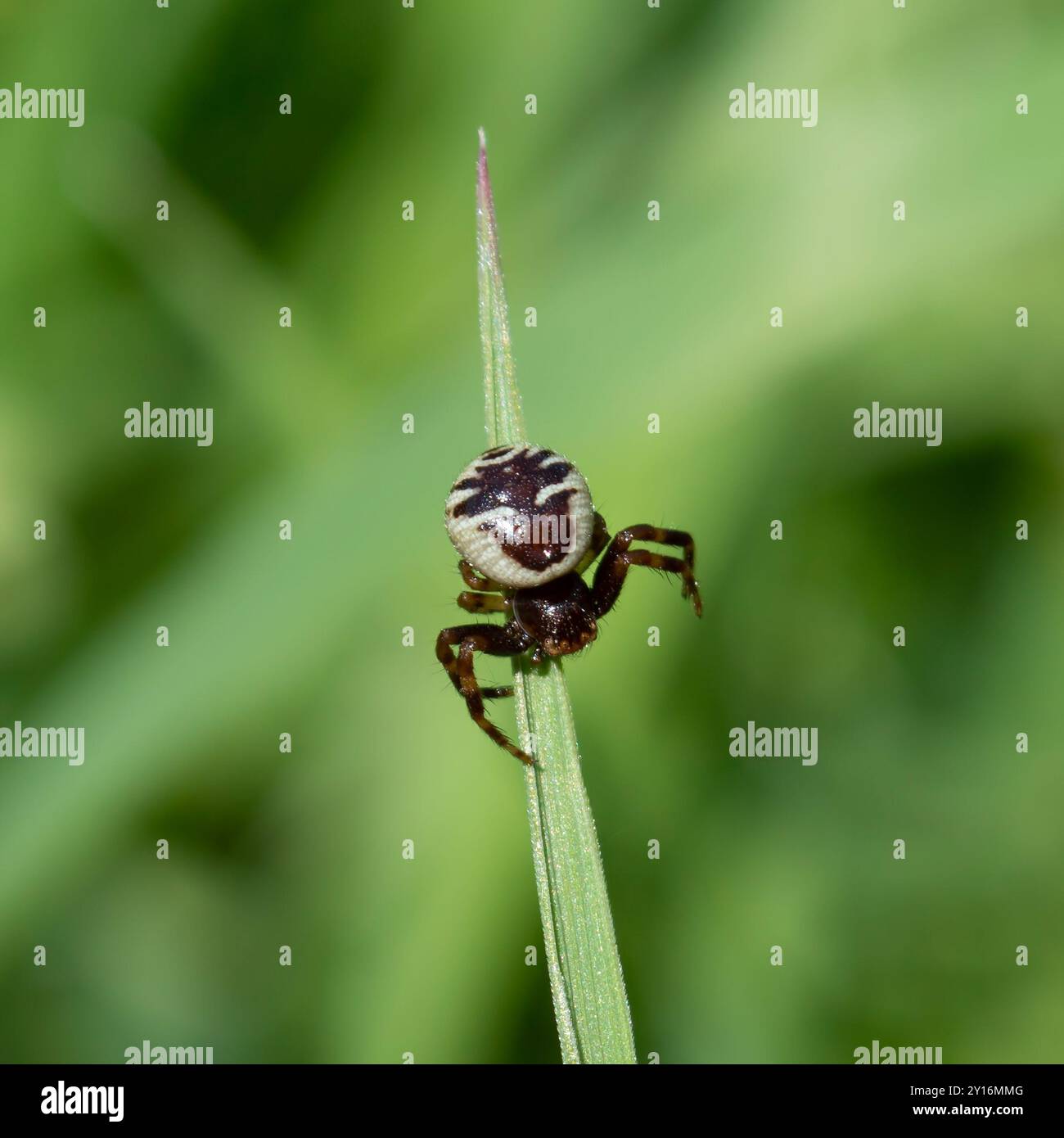 Napoleon Spider (Synema globosum) Arachnida Stock Photo - Alamy