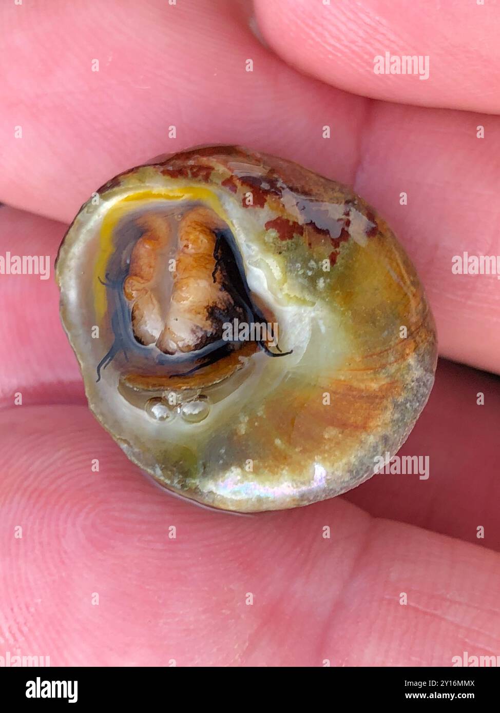 Brown Tegula (Tegula brunnea) Mollusca Stock Photo - Alamy