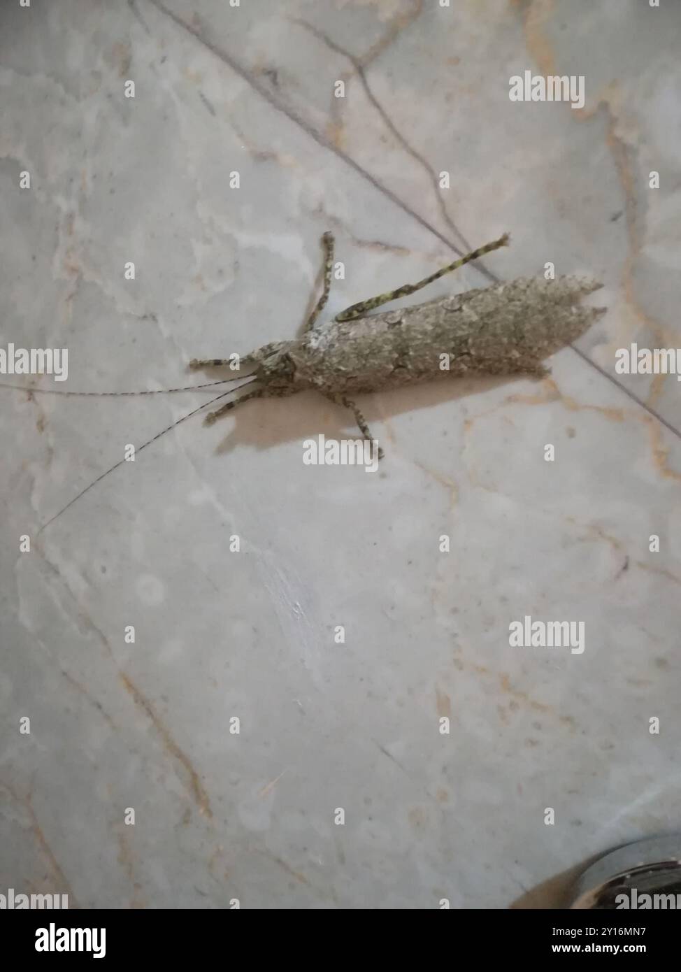 Sathrophyllia rugosa hi-res stock photography and images - Alamy