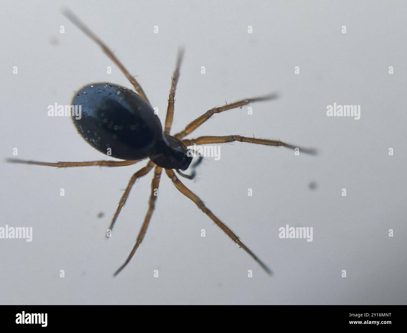 Sheetweb and Dwarf Weavers (Linyphiidae) Arachnida Stock Photo - Alamy