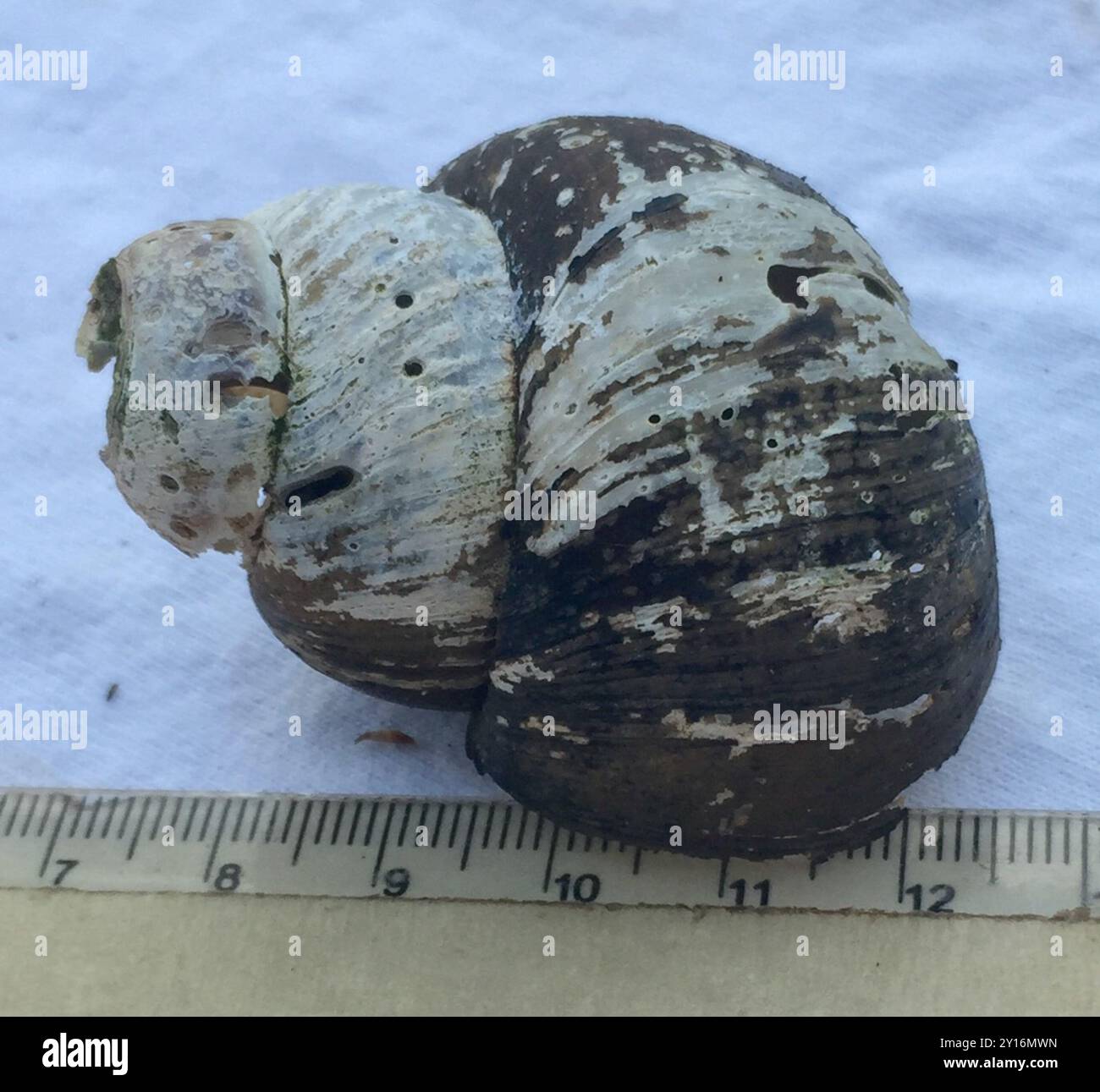 Chinese Mystery Snail (Cipangopaludina chinensis) Mollusca Stock Photo ...