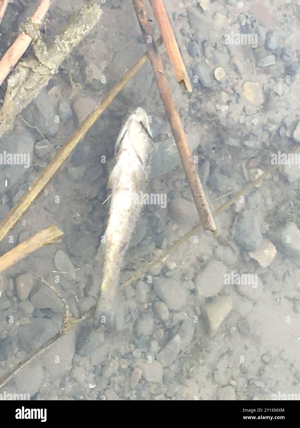 Freshwater Sunfishes (Centrarchidae) Actinopterygii Stock Photo - Alamy