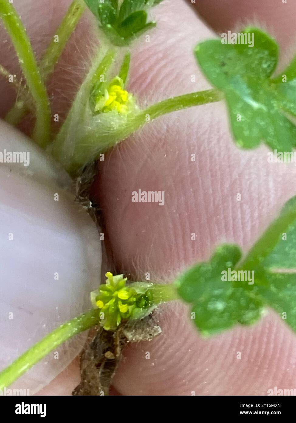 smallflower buttercup (Ranunculus parviflorus) Plantae Stock Photo - Alamy