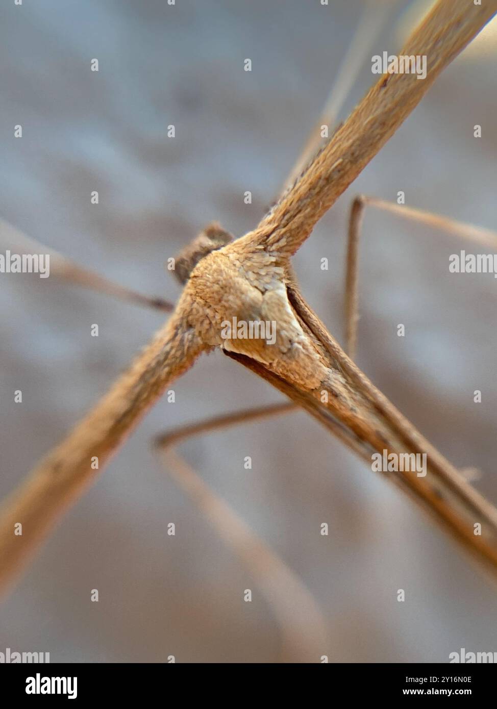 Morning-glory Plume Moth (Emmelina monodactyla) Insecta Stock Photo - Alamy
