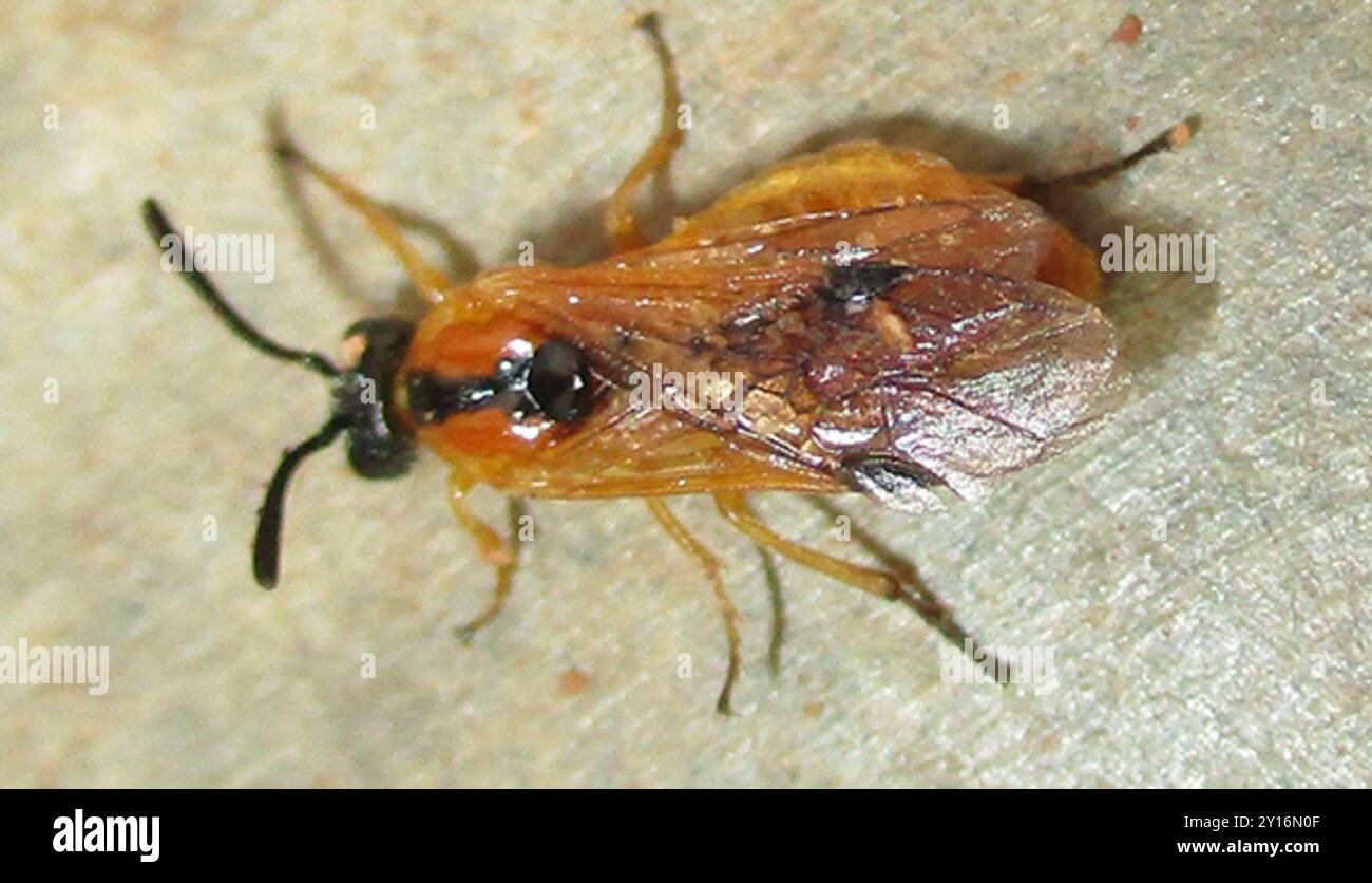 Argid Sawflies (Argidae) Insecta Stock Photo - Alamy