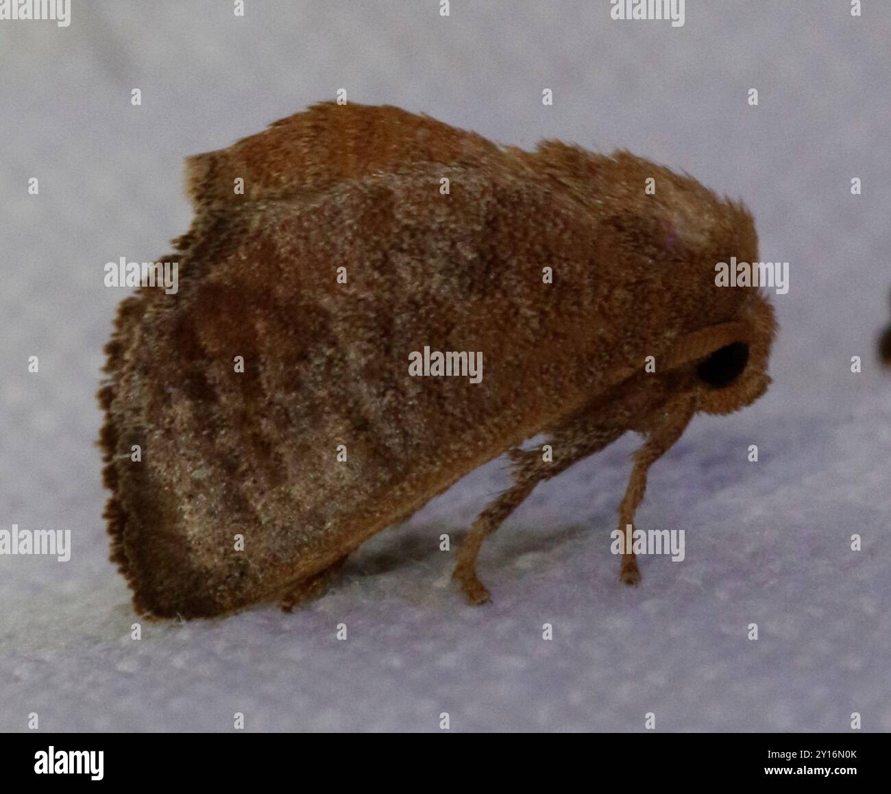 Crowned Slug Moth (Isa textula) Insecta Stock Photo - Alamy