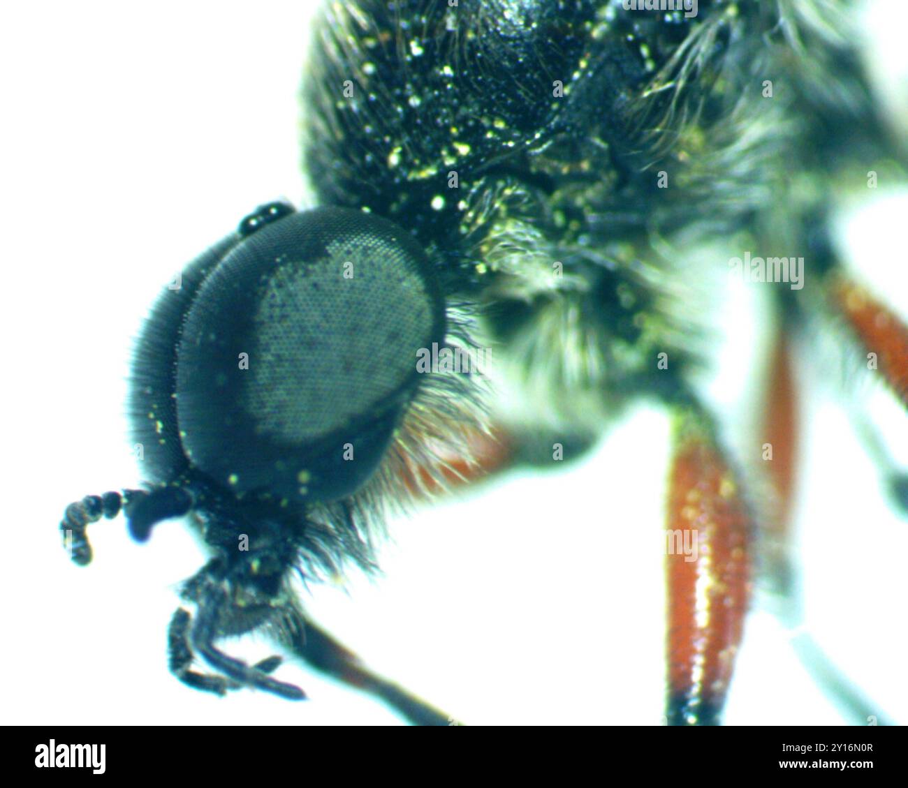 Lovebug (Bibio femoratus) Insecta Stock Photo - Alamy