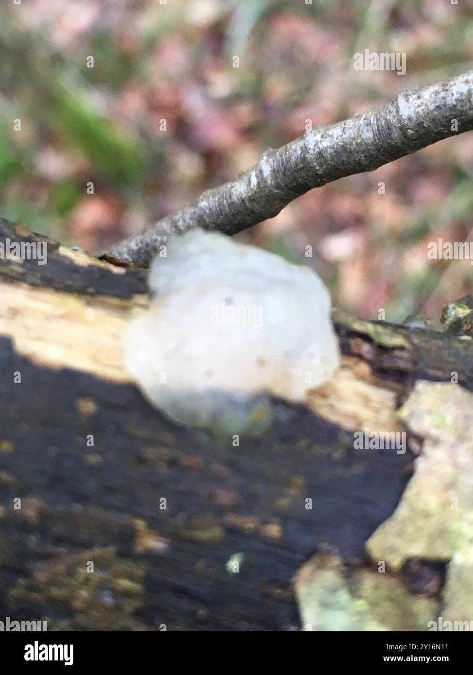 Crystal brain fungi hi-res stock photography and images - Alamy