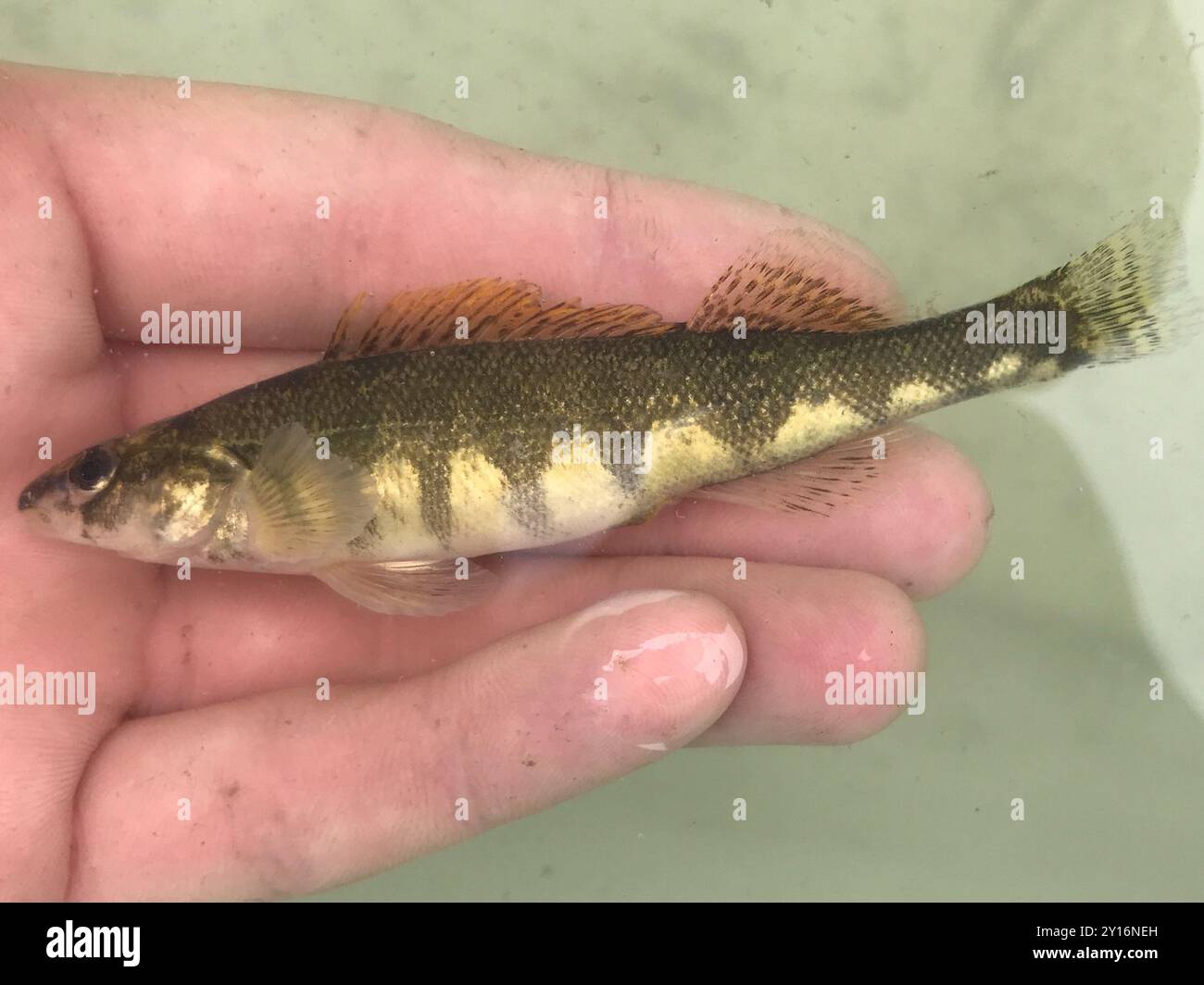 Guadalupe Darter (Percina apristis) Actinopterygii Stock Photo - Alamy