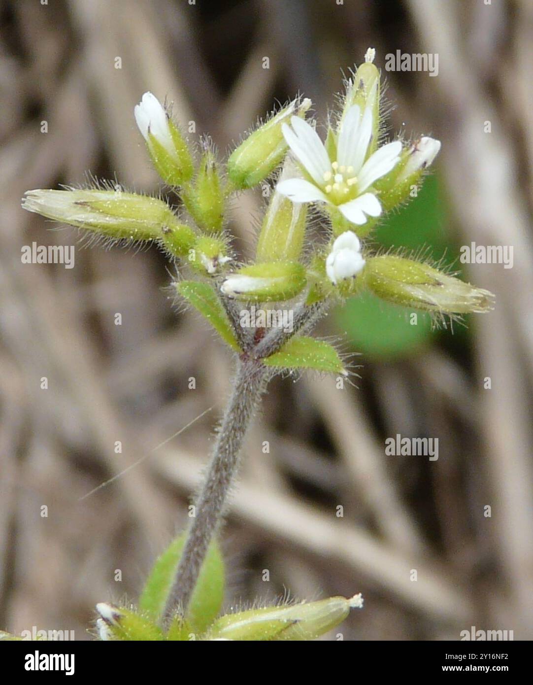 Sticky mouse-ear chickweed (Cerastium glomeratum) Plantae Stock Photo ...