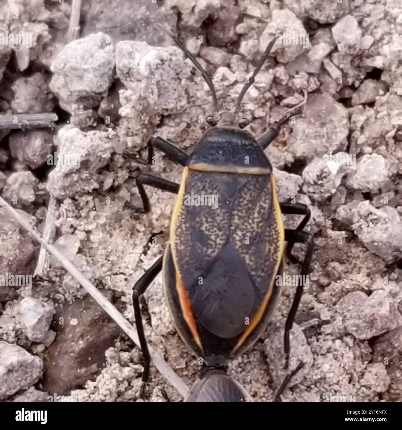 Eastern Bordered Plant Bug (Largus succinctus) Insecta Stock Photo - Alamy