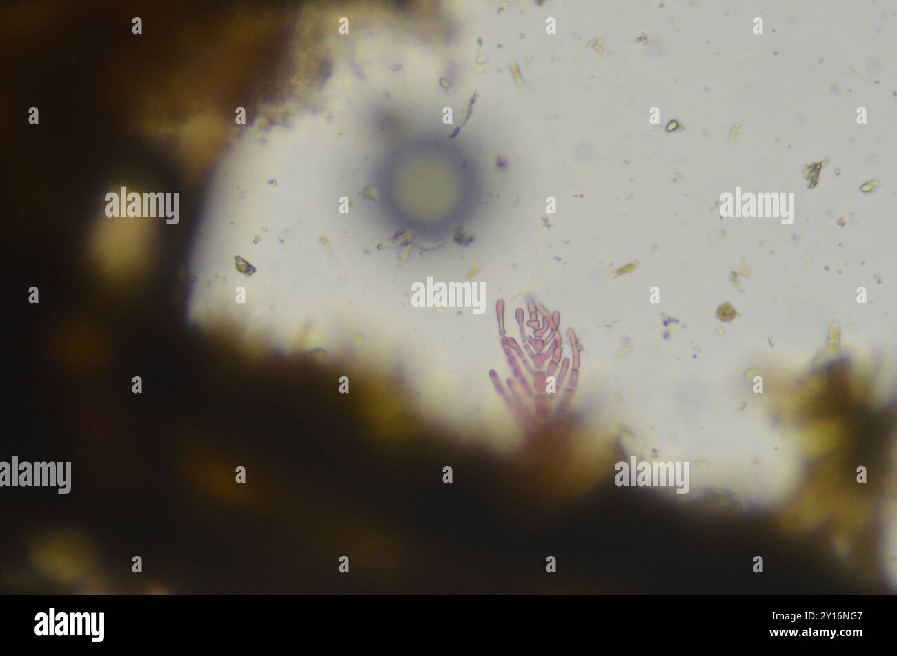 red algae (Rhodophyta) Plantae Stock Photo - Alamy