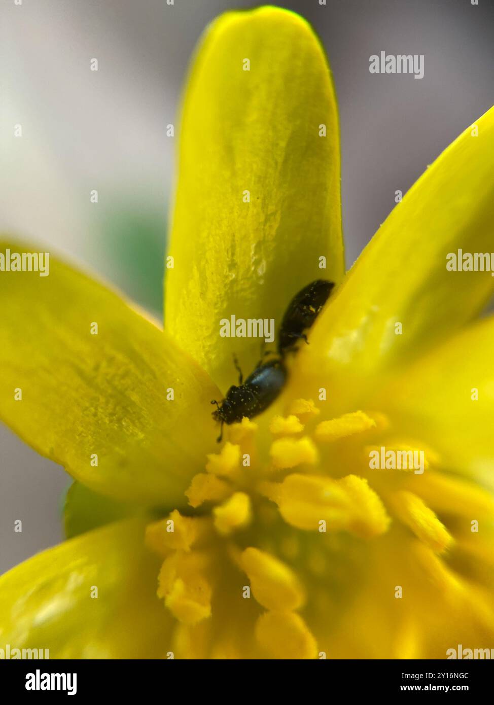 Common Pollen Beetle (Brassicogethes aeneus) Insecta Stock Photo - Alamy