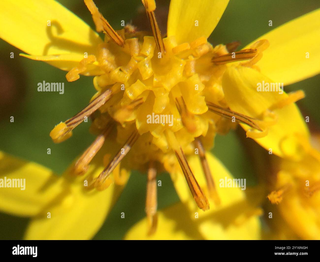 velvet groundsel (Roldana petasitis) Plantae Stock Photo - Alamy