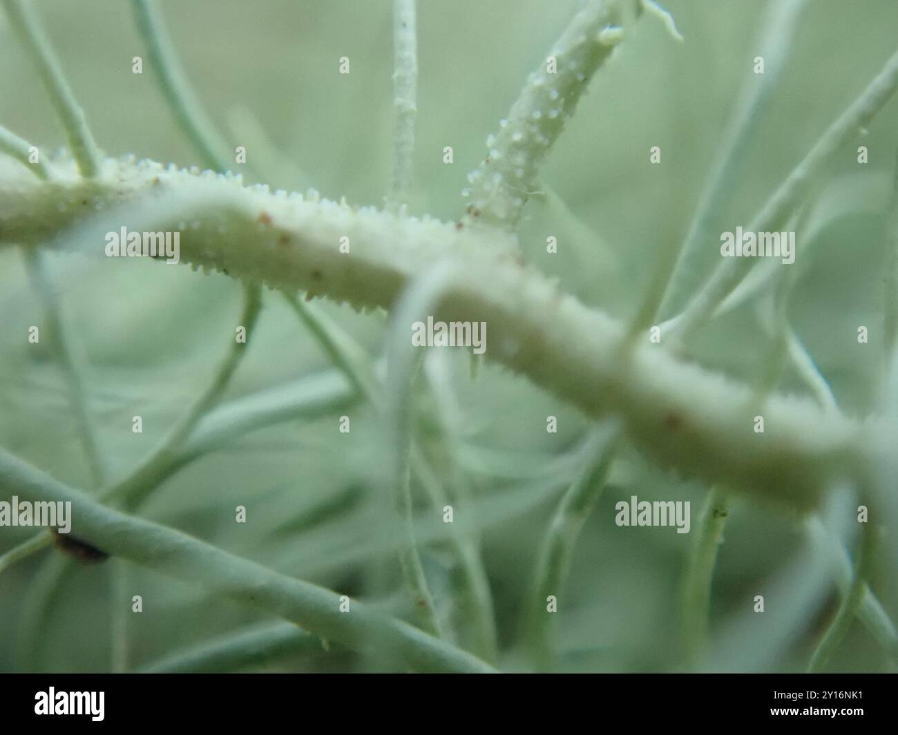 Fishbone Beard Lichen (Usnea dasopoga) Fungi Stock Photo - Alamy