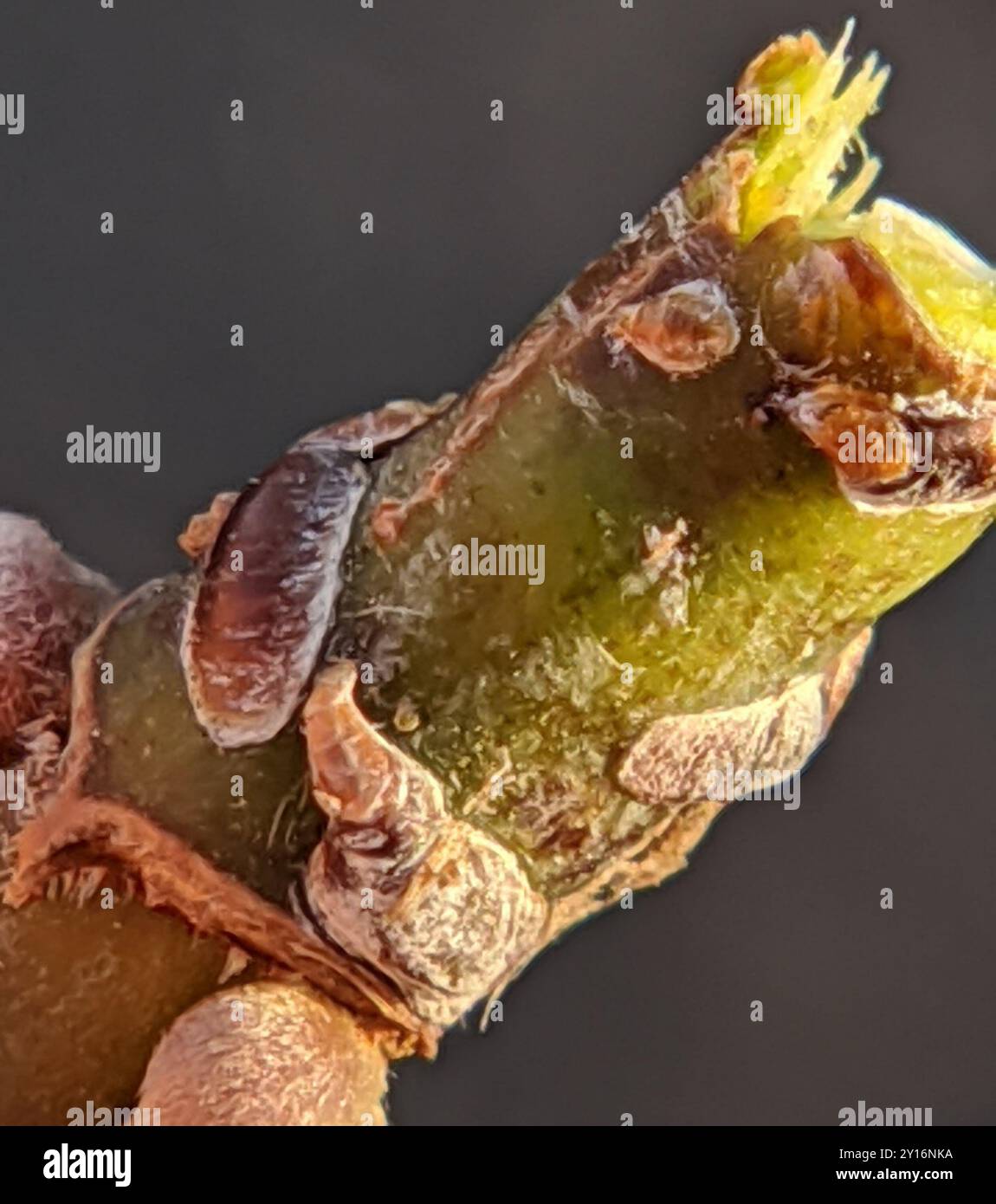 Oystershell Scale (Lepidosaphes ulmi) Insecta Stock Photo - Alamy