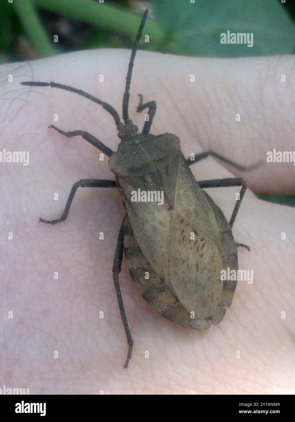 (Spartocera fusca) Insecta Stock Photo - Alamy