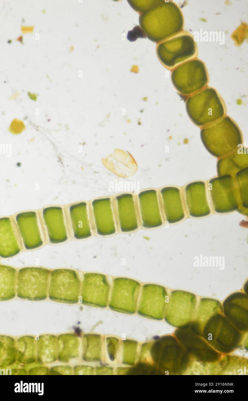 (Urospora wormskioldii) Plantae Stock Photo - Alamy