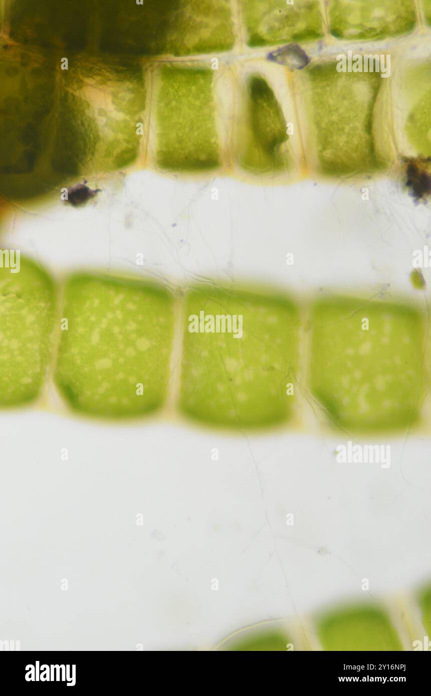 (Urospora wormskioldii) Plantae Stock Photo - Alamy