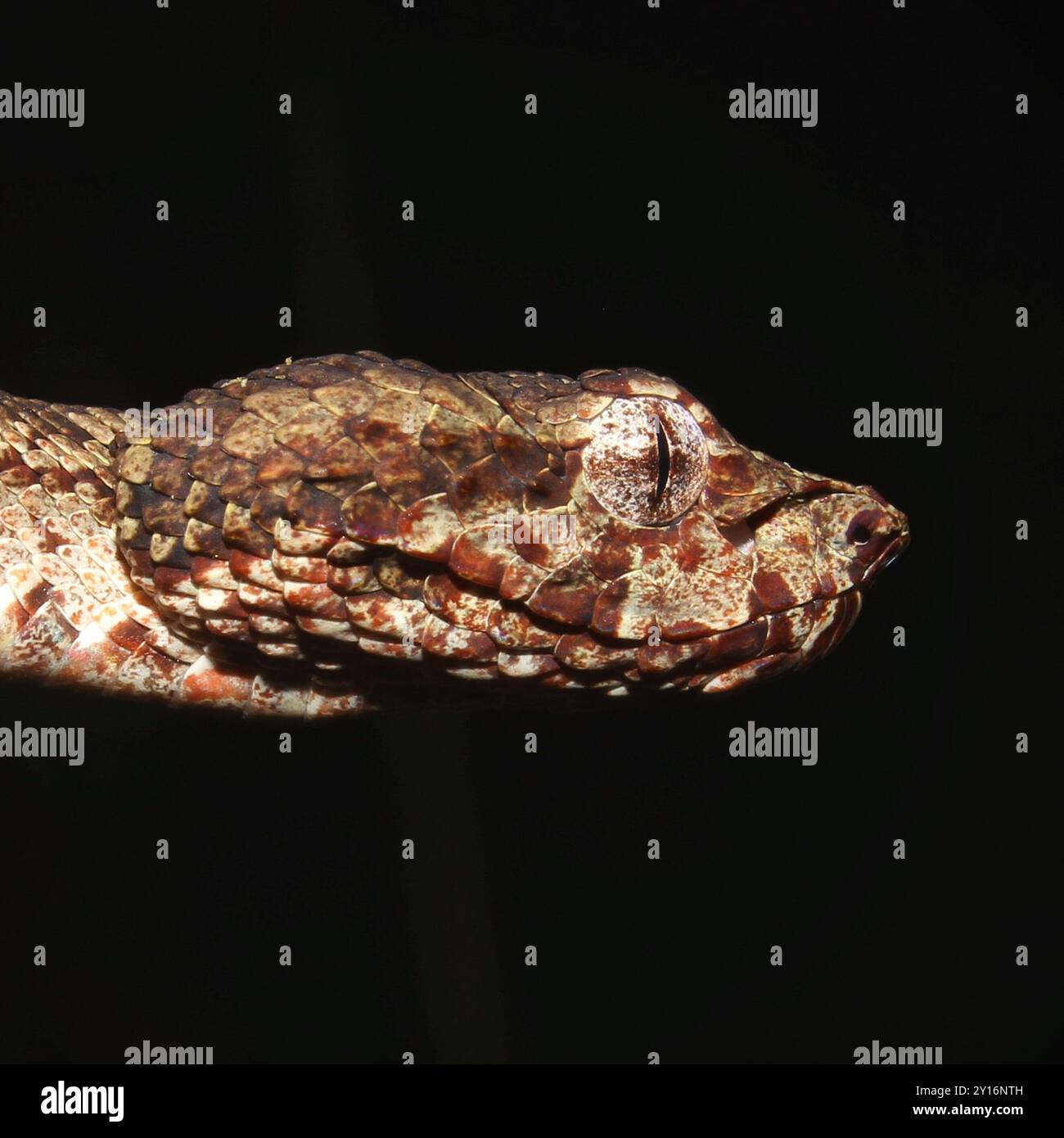 Anamala Pit Viper (Craspedocephalus anamallensis) Reptilia Stock Photo ...