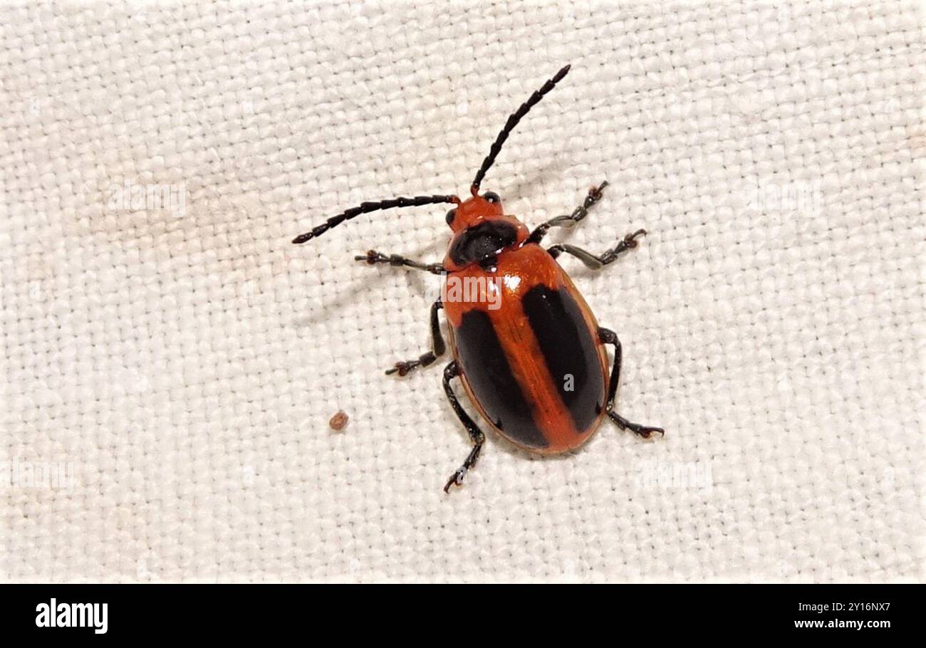 Orange Oides Leaf Beetle (Oides dorsosignata) Insecta Stock Photo - Alamy