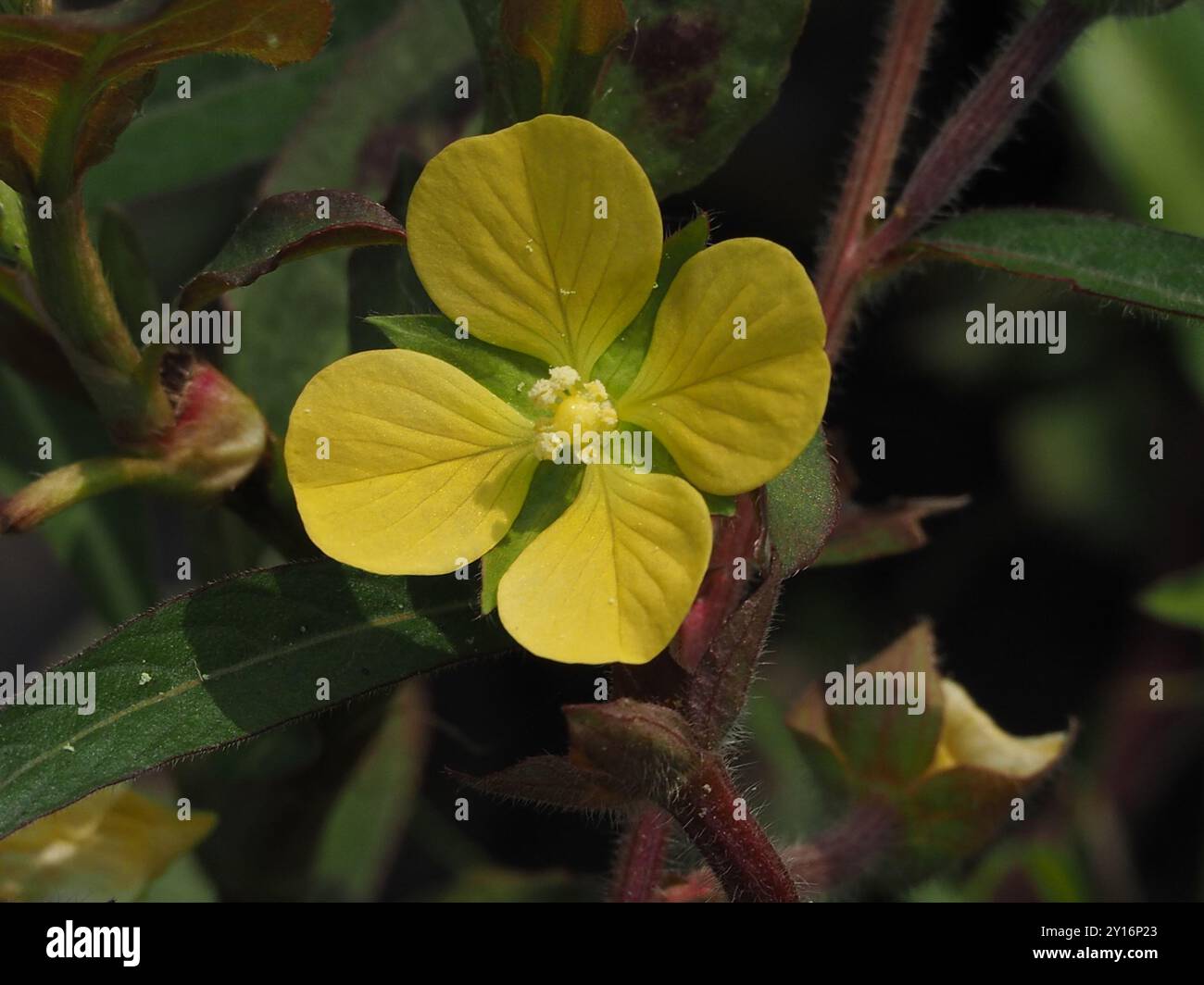 Mexican Primrose-willow (Ludwigia octovalvis) Plantae Stock Photo - Alamy