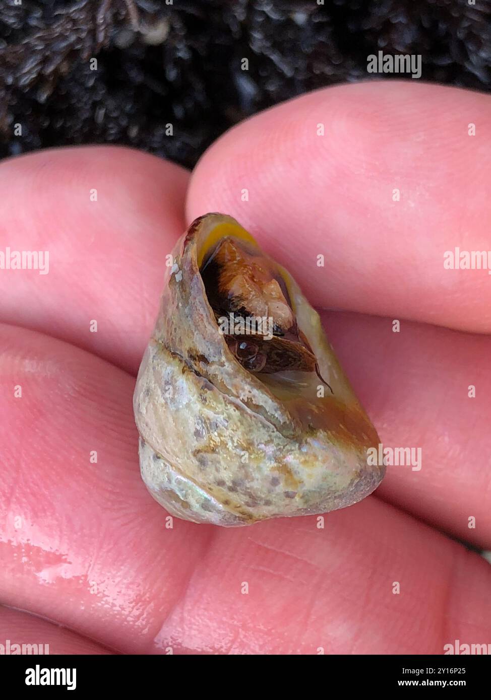 Brown Tegula (Tegula brunnea) Mollusca Stock Photo - Alamy